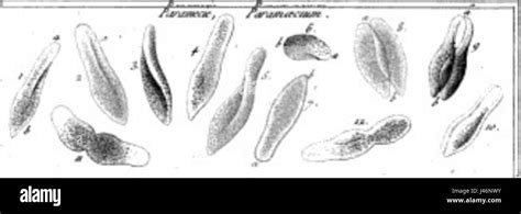 A Paramecium Is A Single Celled Organism Known For Its Cilia And