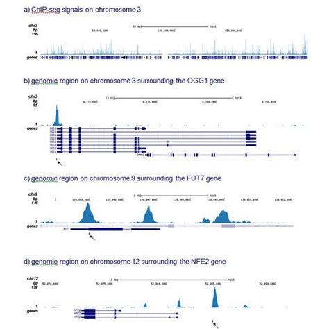 Runx1runx1t1 Polyclonal Antibody Invitrogen 100 μl Unconjugated