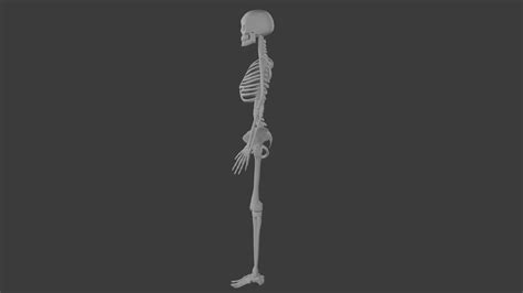 Human Skeleton 3d Model Turbosquid 2247061