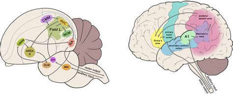 Brain Lateralization A Comparative Perspective Physiological Reviews American Physiological