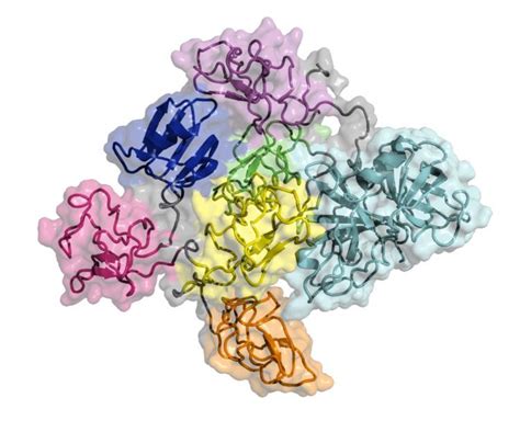 Plasmin Alchetron The Free Social Encyclopedia Plasmin Alchetron The Free Social Encyclopedia