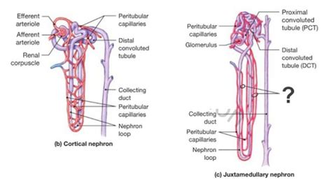 Anatomy Lecture Urinary System Flashcards Quizlet