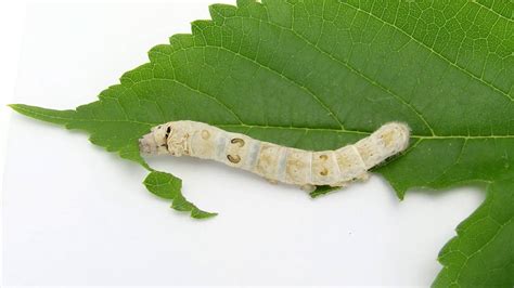 桑の葉飼育蚕5令1日目 里山のクラフト便り Youtube