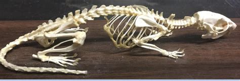 Rat Skeleton Diagram Quizlet