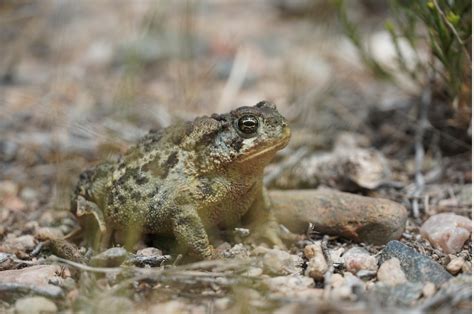 Foreshadowing The Amphibian Crisis The Wyoming Toad Detroit