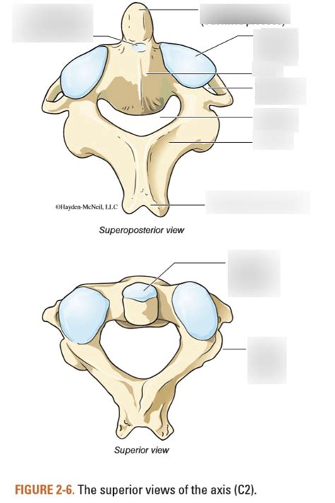 Axis C2 Diagram Quizlet