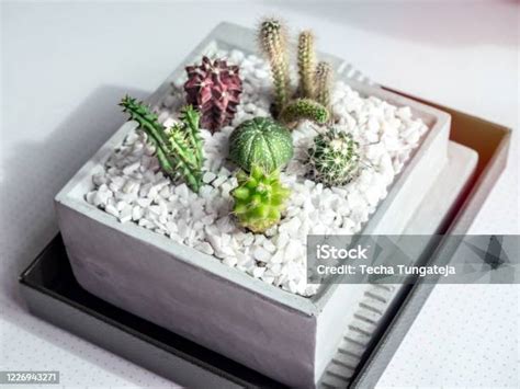 흰색 테이블에 사각형 콘크리트 냄비에 작은 녹색 선인장 식물의 많은 종류를 클로즈업 계단 및 층계에 대한 스톡 사진 및 기타 이미지 계단 및 층계 귀여운 깨끗한