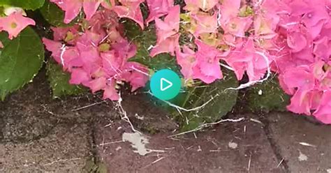 First Time I See A Spherical Web Album On Imgur