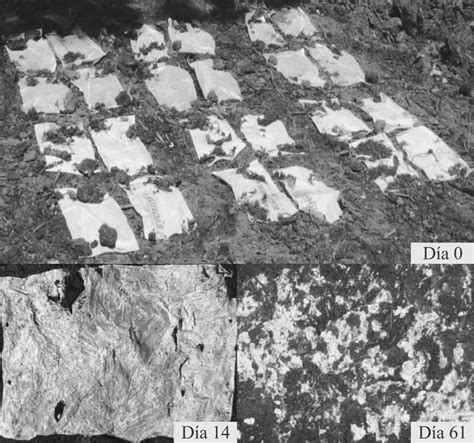 Degradaci N De Pel Culas De Almid N Download Scientific Diagram