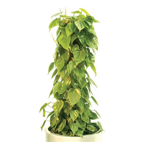 Лианы комнатные растения 61 фото красивые картинки и Hd фото