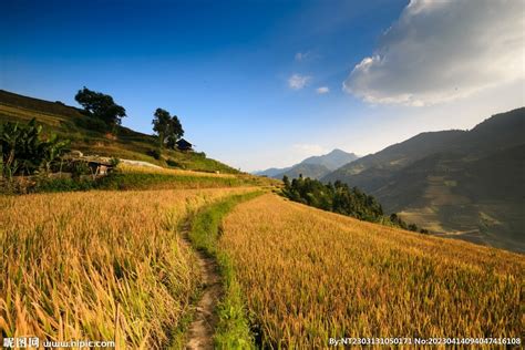田埂上的小道摄影图 自然风景 自然景观 摄影图库 昵图网