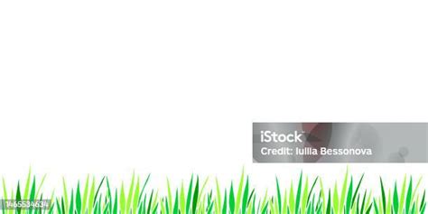 흰색 배경에 격리 된 벡터 녹색 잔디 허브 보더 수평 바닥 테두리 잔디 파노라마 풍경 템플릿 디자인 요소 일러스트레이션 0명에 대한 스톡 벡터 아트 및 기타 이미지 Istock