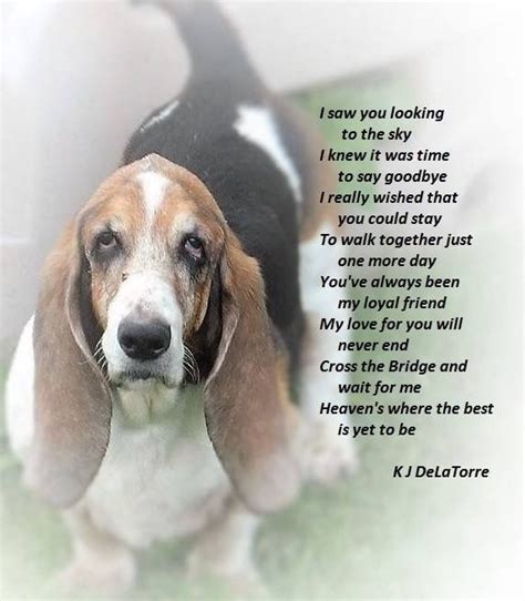 Basset Hound Quotes At Neal Sullivan Blog