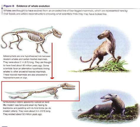 Lies Of Evolution Ambulocetus