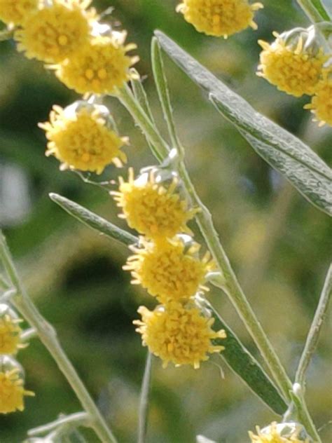 Artemisia absinthium L. Полынь горькая — Planta Medica