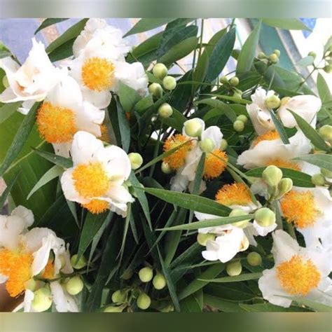 ต้นบุนนาค ต้นไม้มงคล ประจำจังหวัด ส่งเสริมเรื่องความประเสริฐ มีอำนาจและมีบุญ รับประกันสินค้า