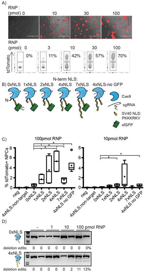 Efficient Genome Editing In The Mouse Brain By Local Delivery Of