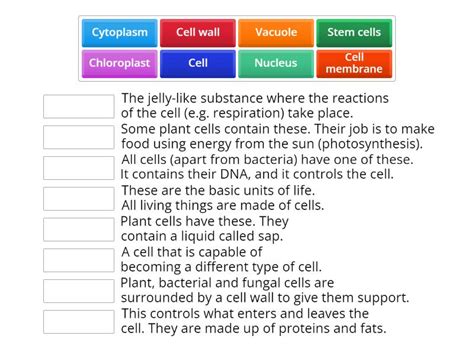 Cell Organelles And Functions Ks3 Match Up