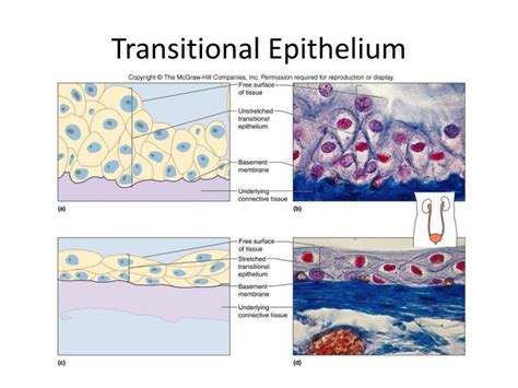 Transitional Epithelium Diagram