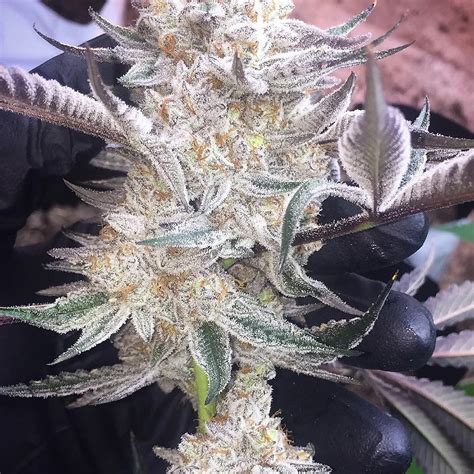 Rawdawg Genetics Com Seedbank