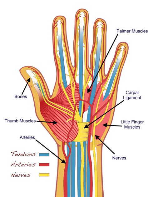 Hand Finger Labeled Diagram Anatomy And Structure