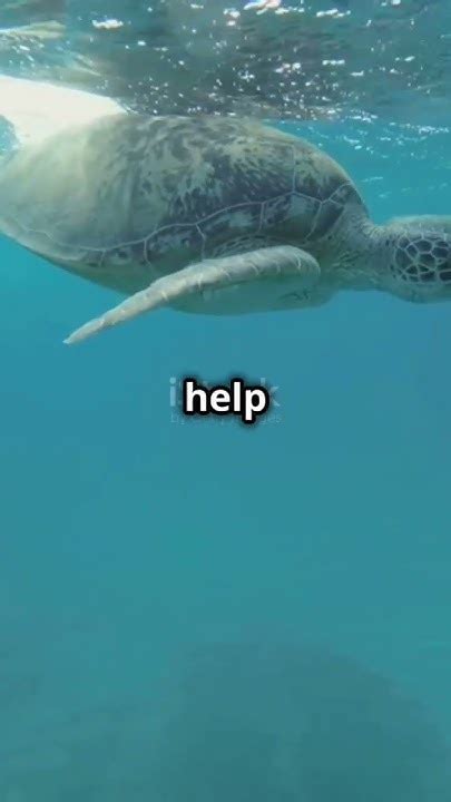 Mind Blowing Turtle Facts 🐢 Youtube