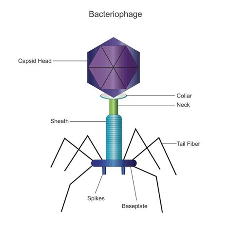 Bacteriophage Biology Concept 28282180 Vector Art At Vecteezy
