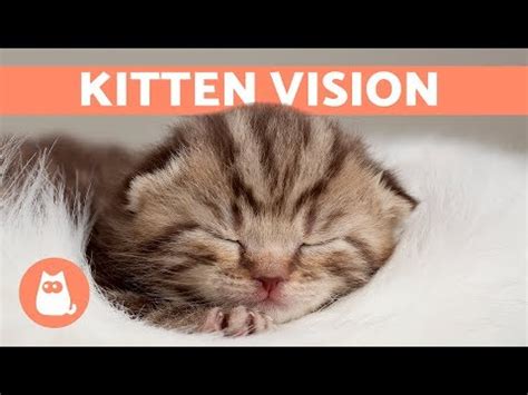 Find Out Here When Kittens First Open Their Eyes After Birth [complete