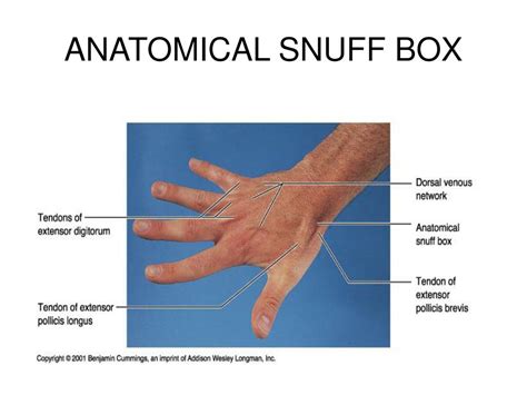 Ppt Upper Extremity 2 Powerpoint Presentation Free Download Id 300626