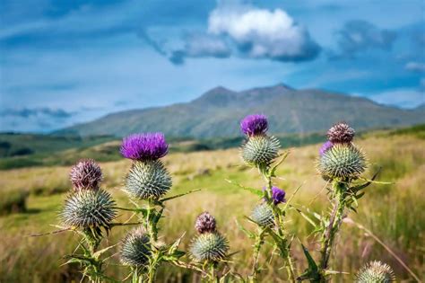 Thistle National Flower Of Scotland Visitscotland