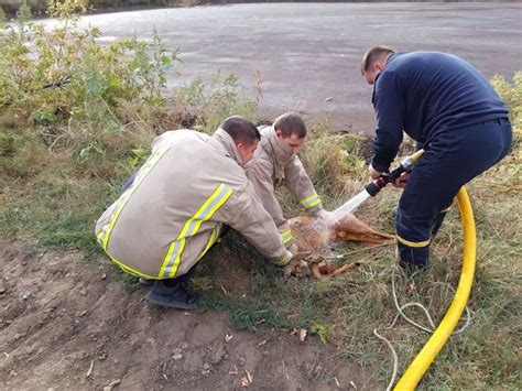 Новини Харкова У Харківській області врятували косулю РЕДПОСТ
