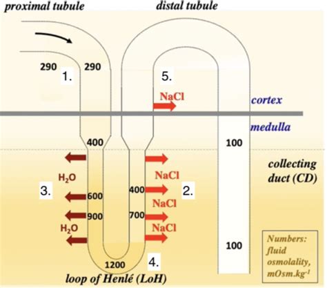 Control Of Plasma Osmolality Flashcards Quizlet