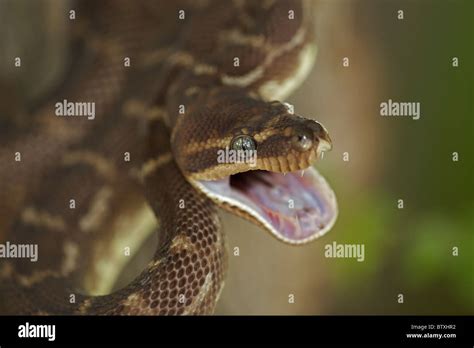 Python Teeth