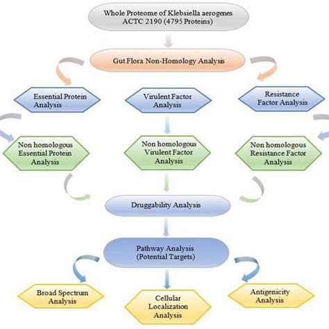 Schematic Representation Of The Workflow The Flowchart Summarizes The Download Scientific