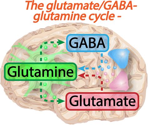 The Glutamate Gaba‐glutamine Cycle Insights Updates And Advances