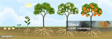 오렌지 나무의 수명 주기 씨앗과 새싹에서 과일 성인 식물 성장의 단계 발아에 대한 스톡 벡터 아트 및 기타 이미지 발아 생애주기 오렌지 나무 Istock