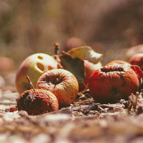 Best Composting Methods Elevate Your Gardens Health