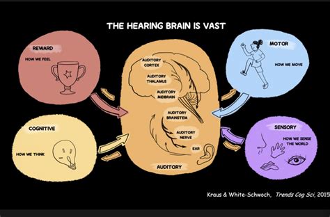 Of Sound Mind A Discussion Of The Hearing Brain Research Blog