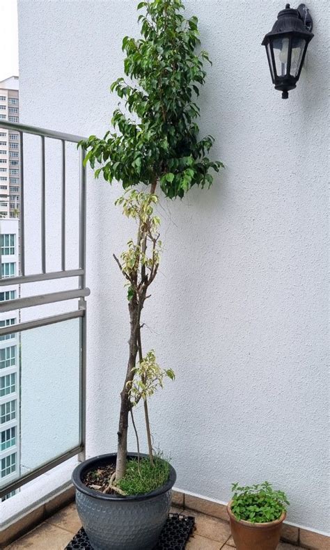 Weeping Fig Tree Furniture Home Living Gardening Plants Seeds On Carousell