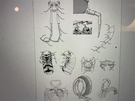 Myriapoda 3 Diagram Quizlet