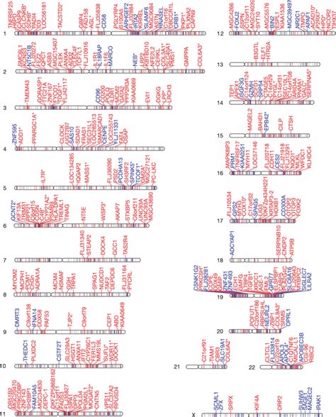 A Selection Map Of The Human Genome Red Bars Indicate Loci Under Download Scientific Diagram