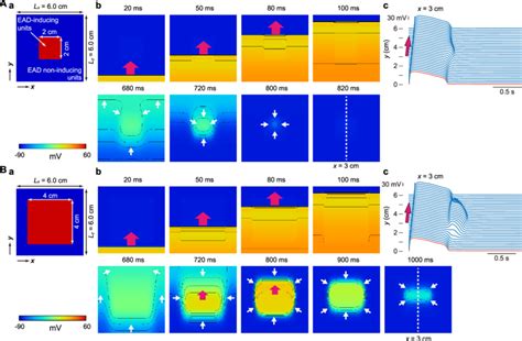 Simulated Examples Of The Excitation Propagation In The 2d Tissue Model