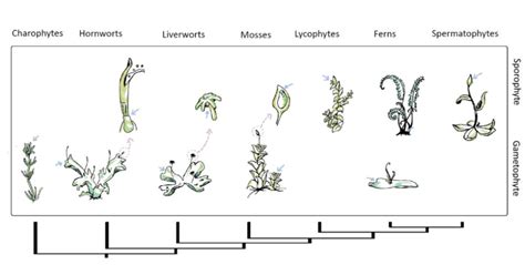 Phylogeny Of Streptophyte And Schematic Location Of Shoot Apical