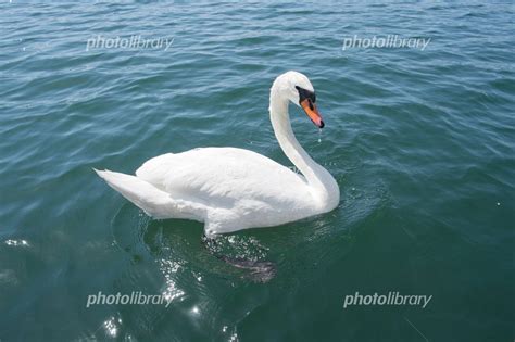 空を飛ぶ白い鳥 写真素材 382185 フォトライブラリー photolibrary