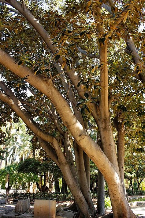 Ficus Macrophylla Tree In The Garden Spreading Rainforest Tree Trunk Photo Background And