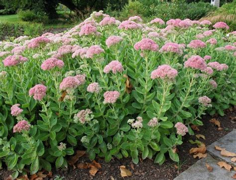 50 Sedum Telephium Seeds Hylotelephium Telephium Orpine Seeds — Seeds
