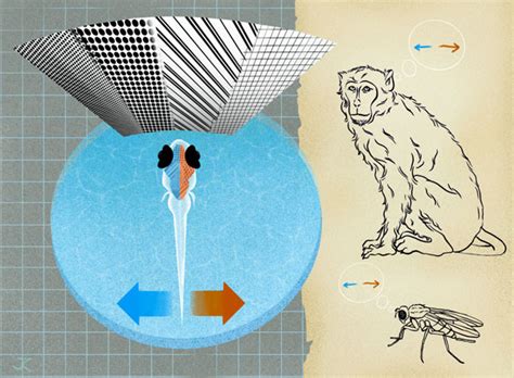Visual Motion Computation In The Brain Is Tuned To The Real World