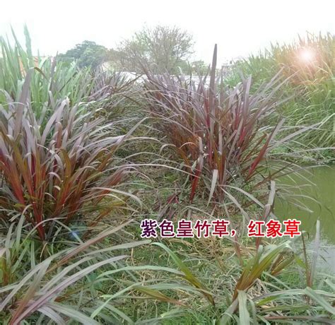 新型皇竹草巨菌草种节台湾甜象草3号种节芽种子紫色多年生红象草 虎窝淘