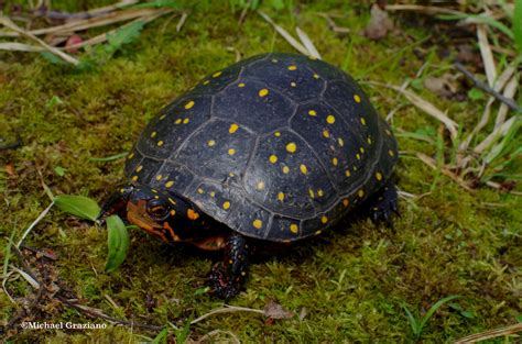 Spotted Turtle Clemmys Guttata Phenology Project
