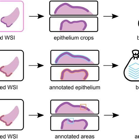 Annotation Levels For Training Labelled Slides Top Annotated Download Scientific Diagram